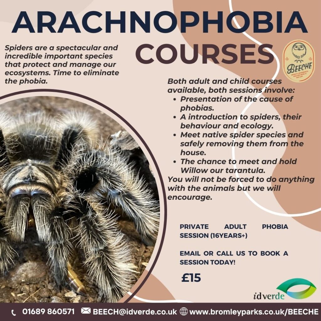 Adult Arachnophobia Courses - Bromley Parks